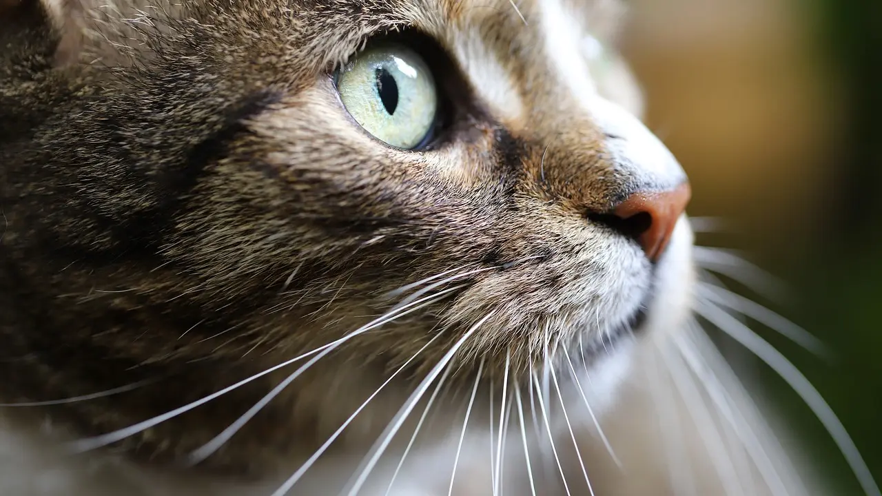 Da li znate koja je najčešća boja mačje dlake