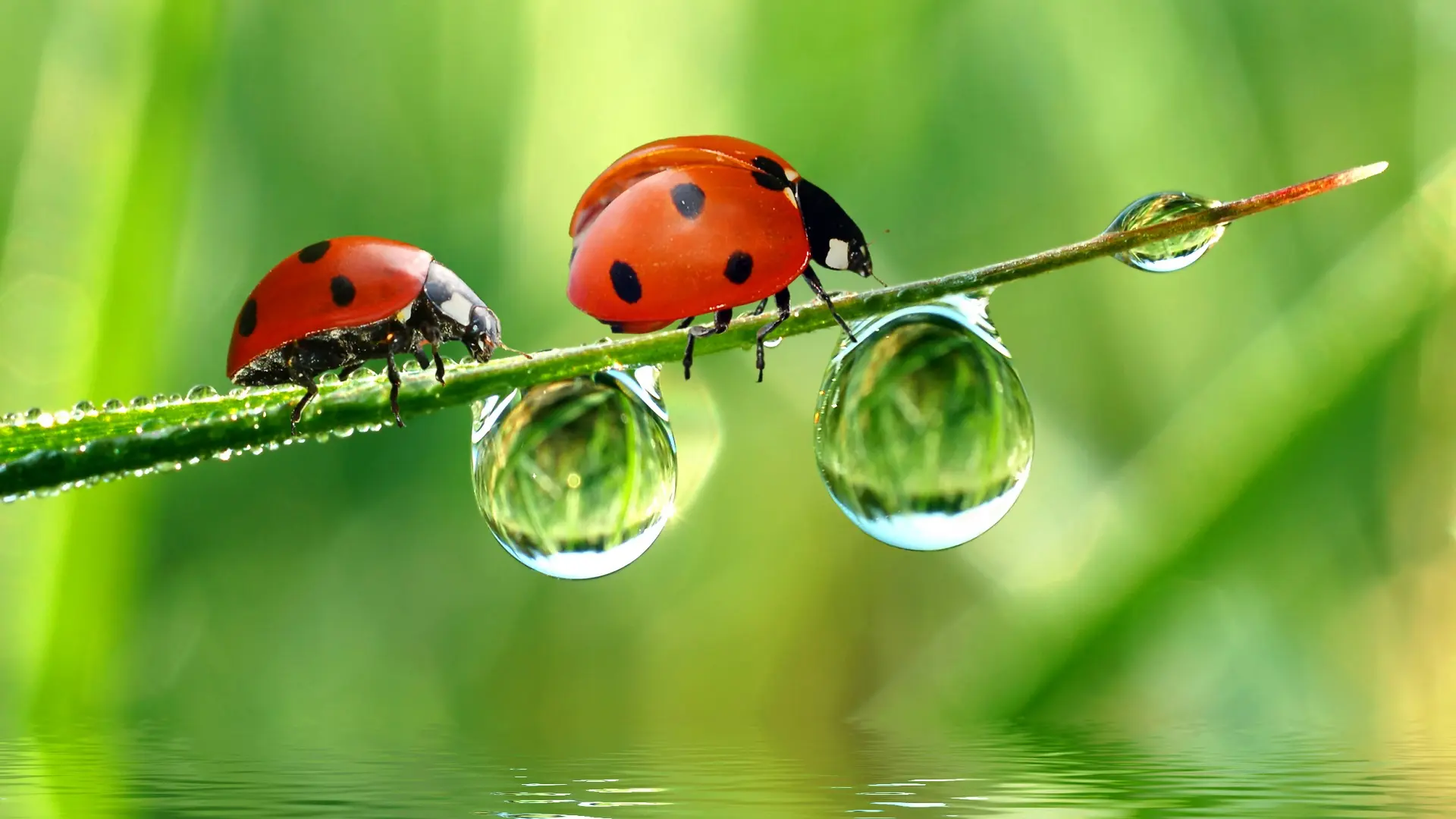 Kako se efikasno rešiti mrava u kući: Spremite im "poslednju večeru"